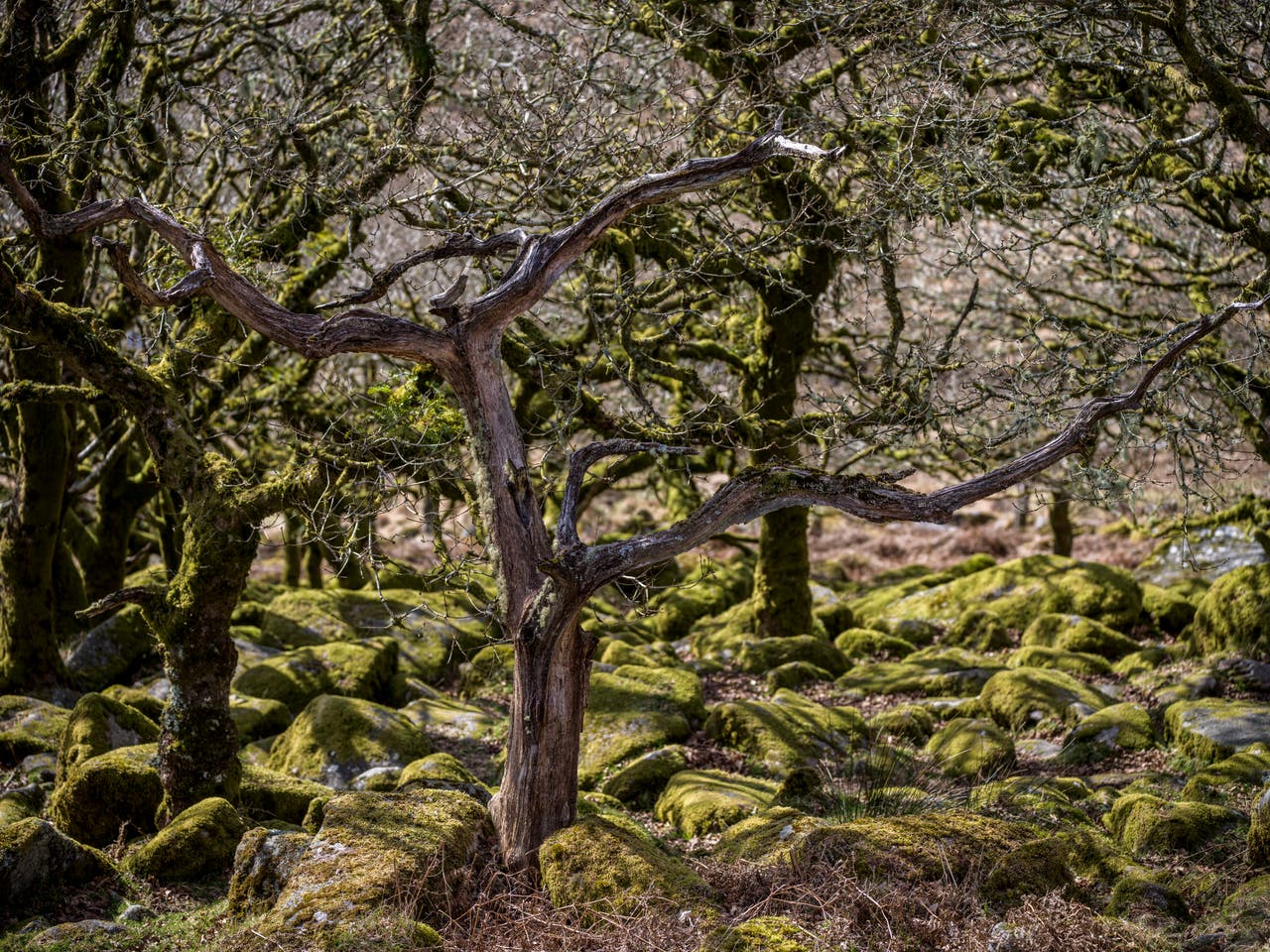 First trees planted in effort to expand ‘iconic’ temperate rainforest ...