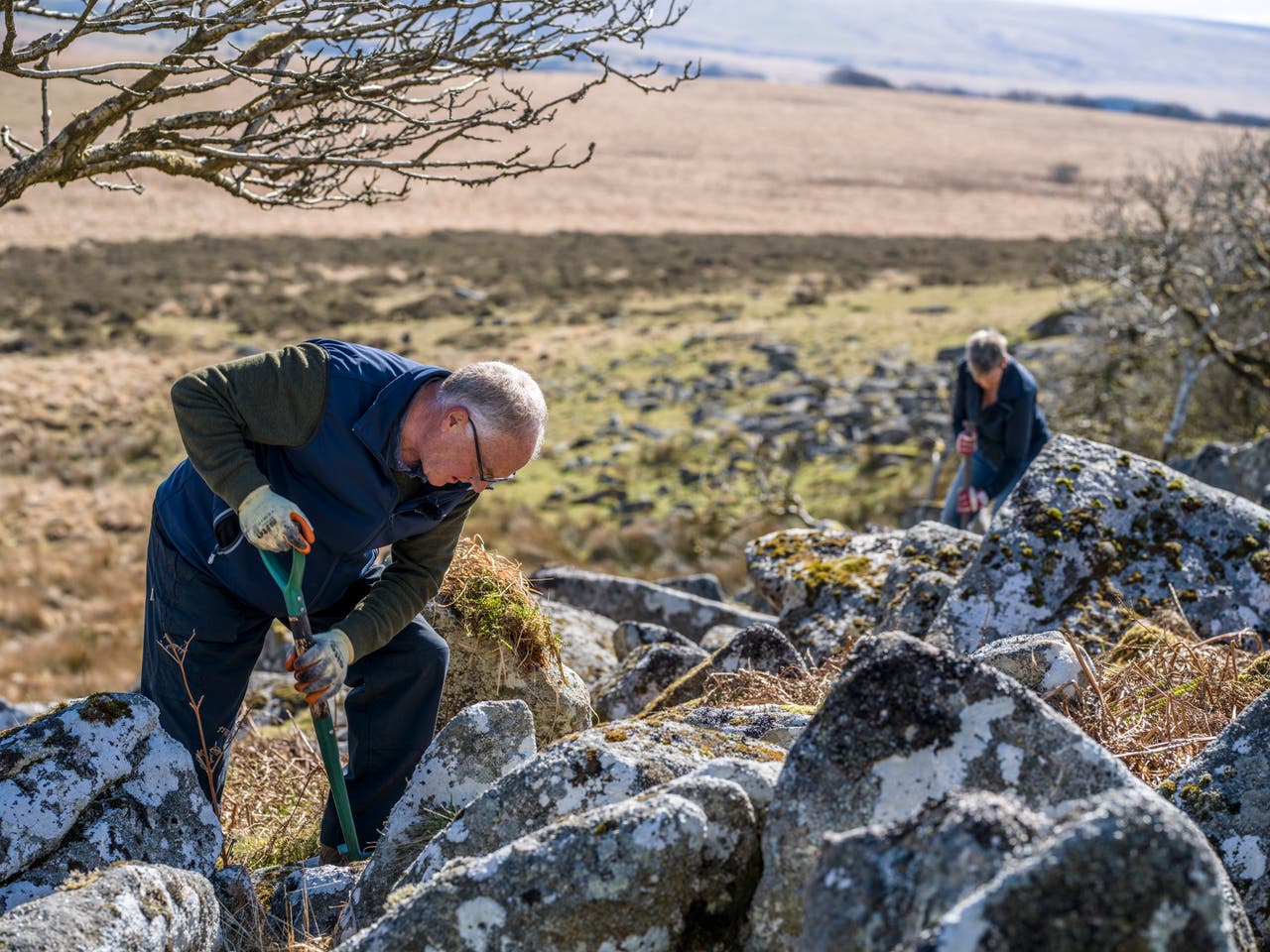 First trees planted in effort to expand ‘iconic’ temperate rainforest ...