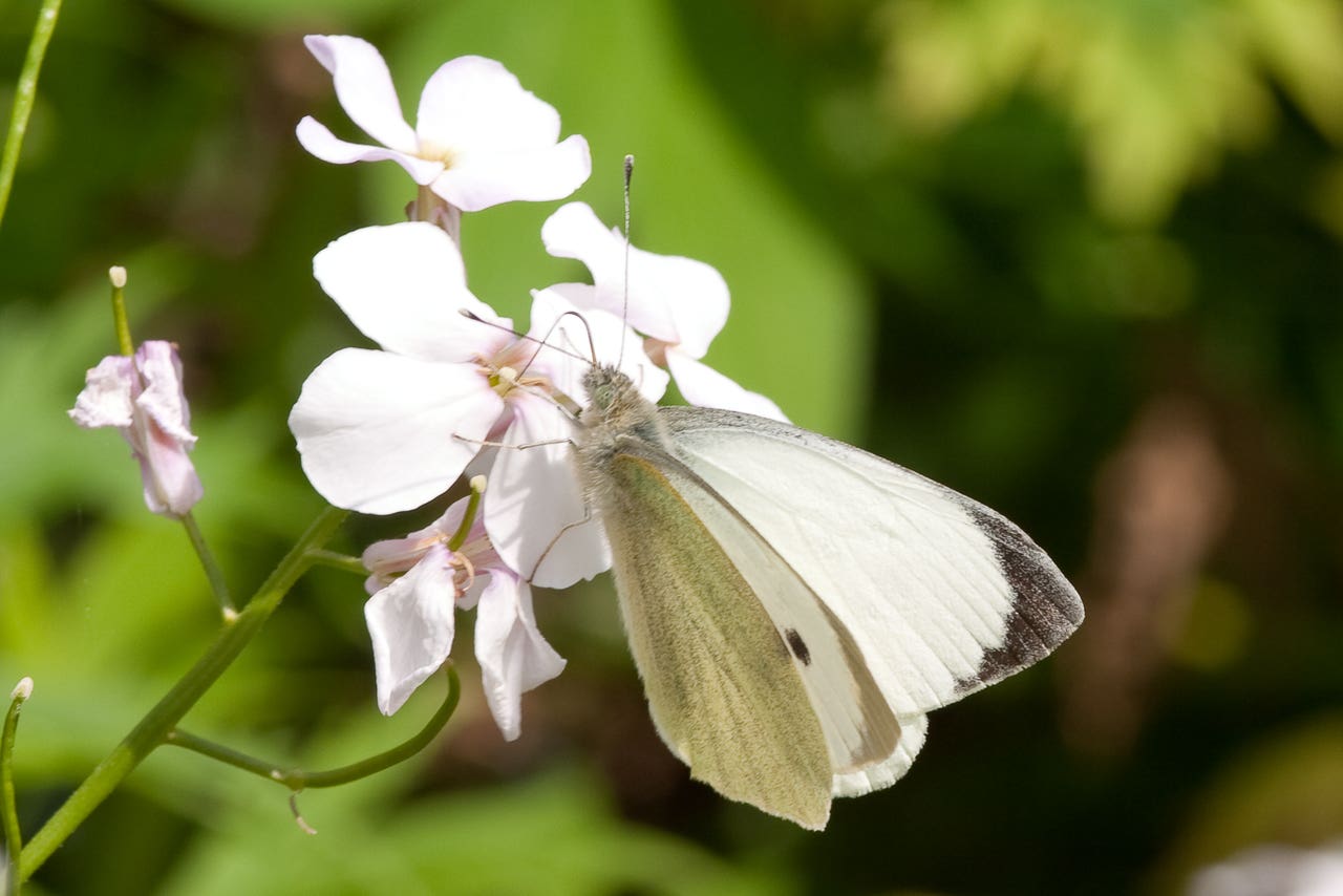Half of UK butterfly species in long-term decline, monitoring reveals ...