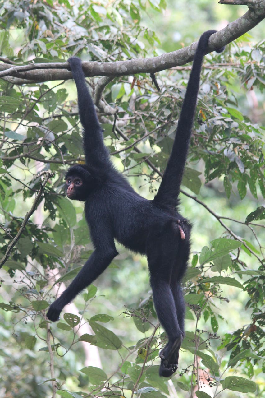 Yodelling monkeys produce greater frequency jumps than humans, study ...