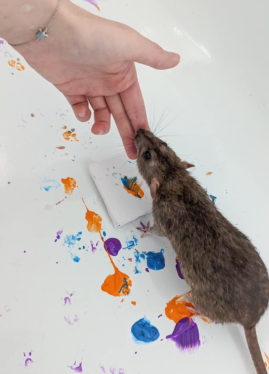 Picture pawfect: Veterinary nurse’s pet rats providing joy with mini ...
