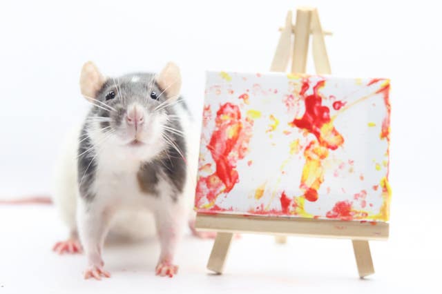 Picture pawfect: Veterinary nurse’s pet rats providing joy with mini ...