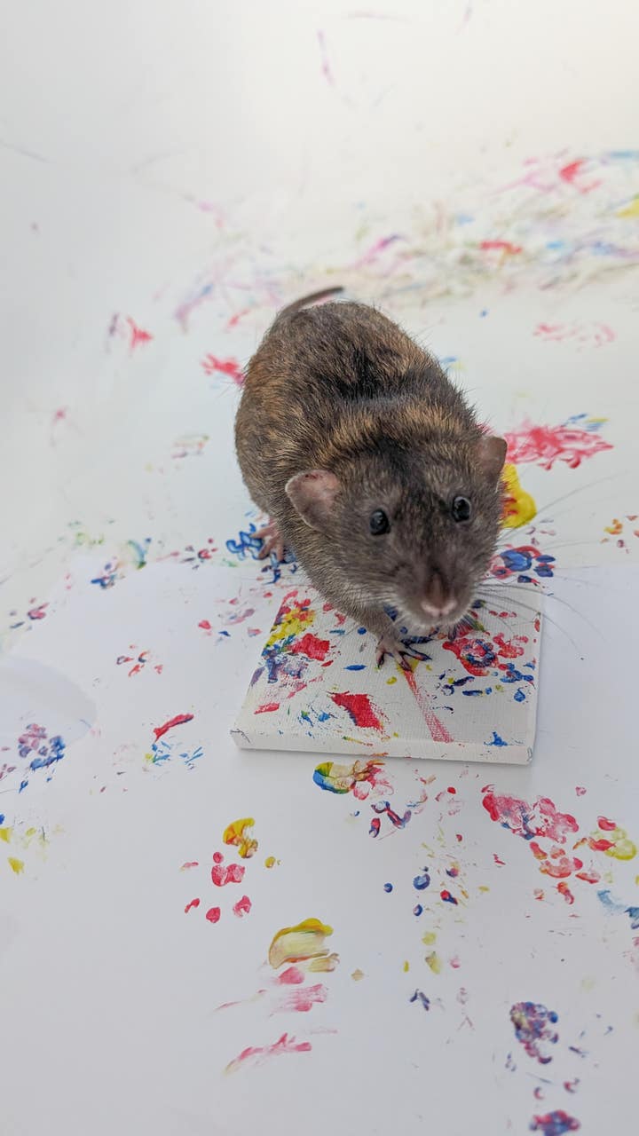 Picture pawfect: Veterinary nurse’s pet rats providing joy with mini ...