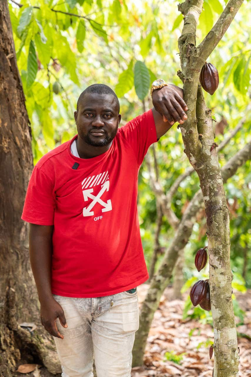 Climate change will destroy cocoa yields by 2030 without support ...