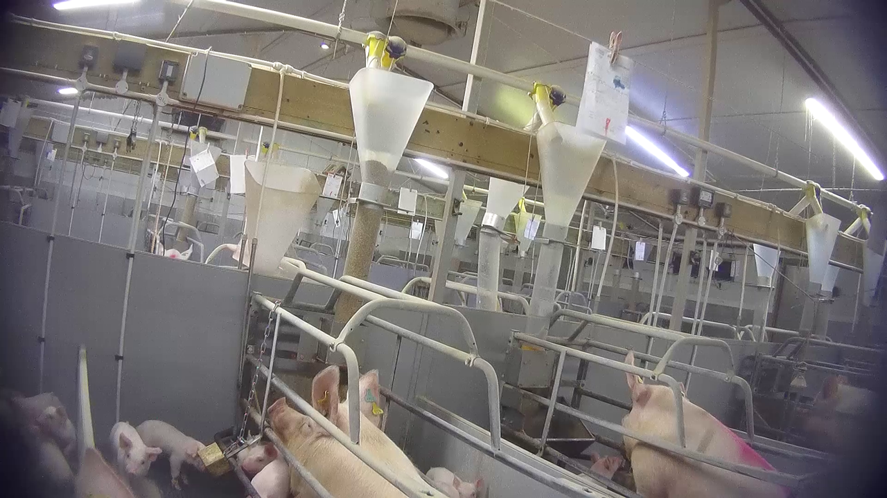 Supermarkets suspend supplies from Cranswick-owned pig farm over abuse ...