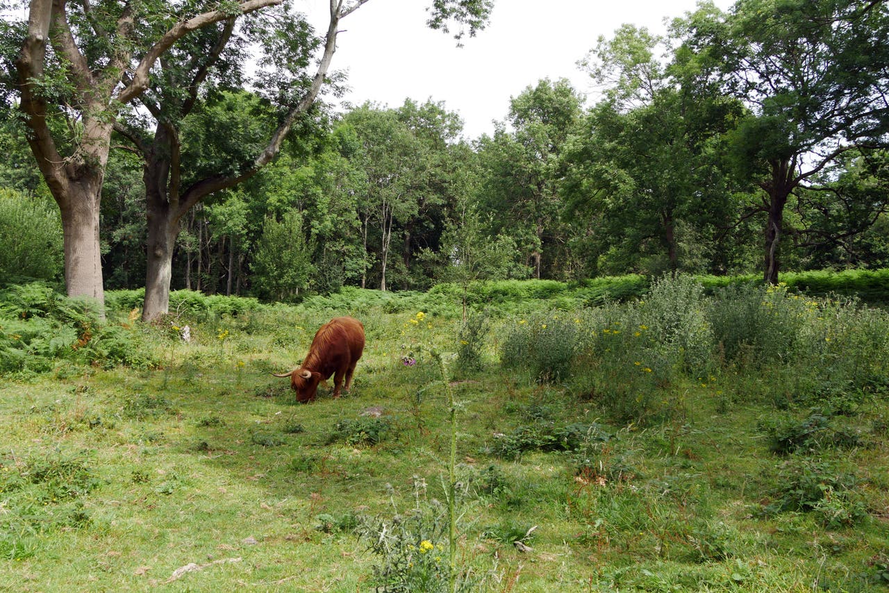 Kent landscape that inspired Dickens declared nature reserve ...