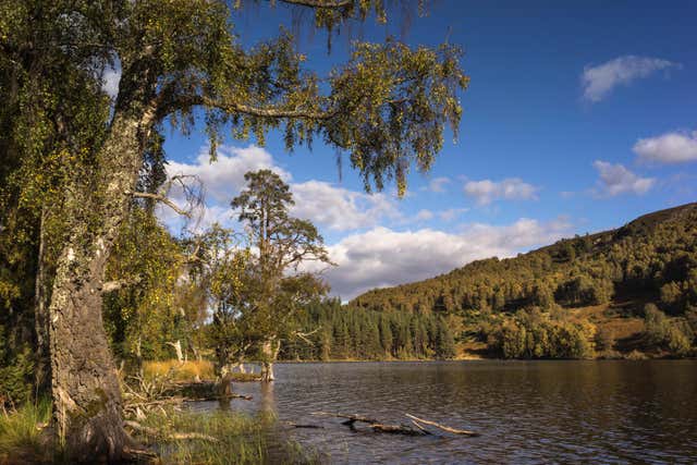 Beaver kits born in Cairngorms National Park for second year running