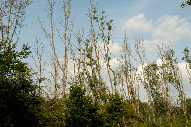 Hope for Britain’s ash trees as study finds resistance evolving to ...