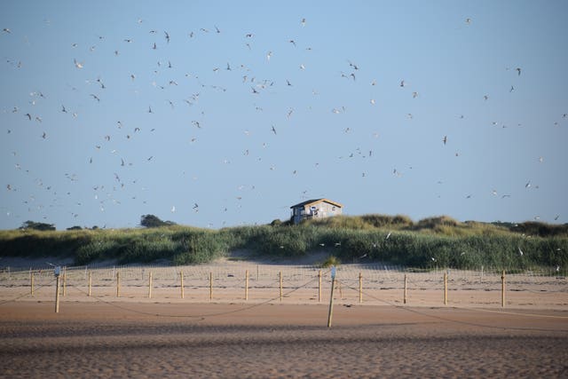 Arctic tern numbers down nearly a third at key breeding site, experts ...