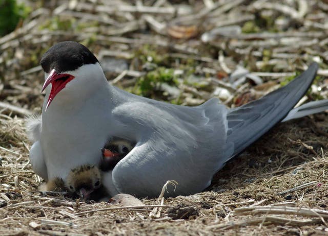Arctic tern numbers down nearly a third at key breeding site, experts ...