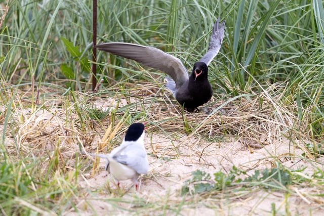 Arctic tern numbers down nearly a third at key breeding site, experts ...