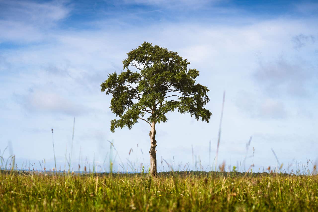 Cedar climbed by Beatles and oak in Woolf poem among Tree of the Year ...
