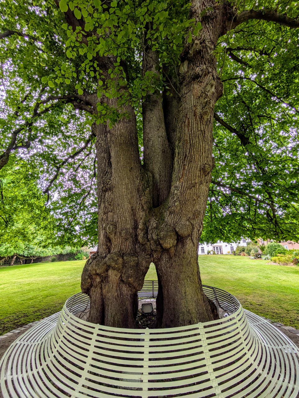 Cedar climbed by Beatles and oak in Woolf poem among Tree of the Year ...