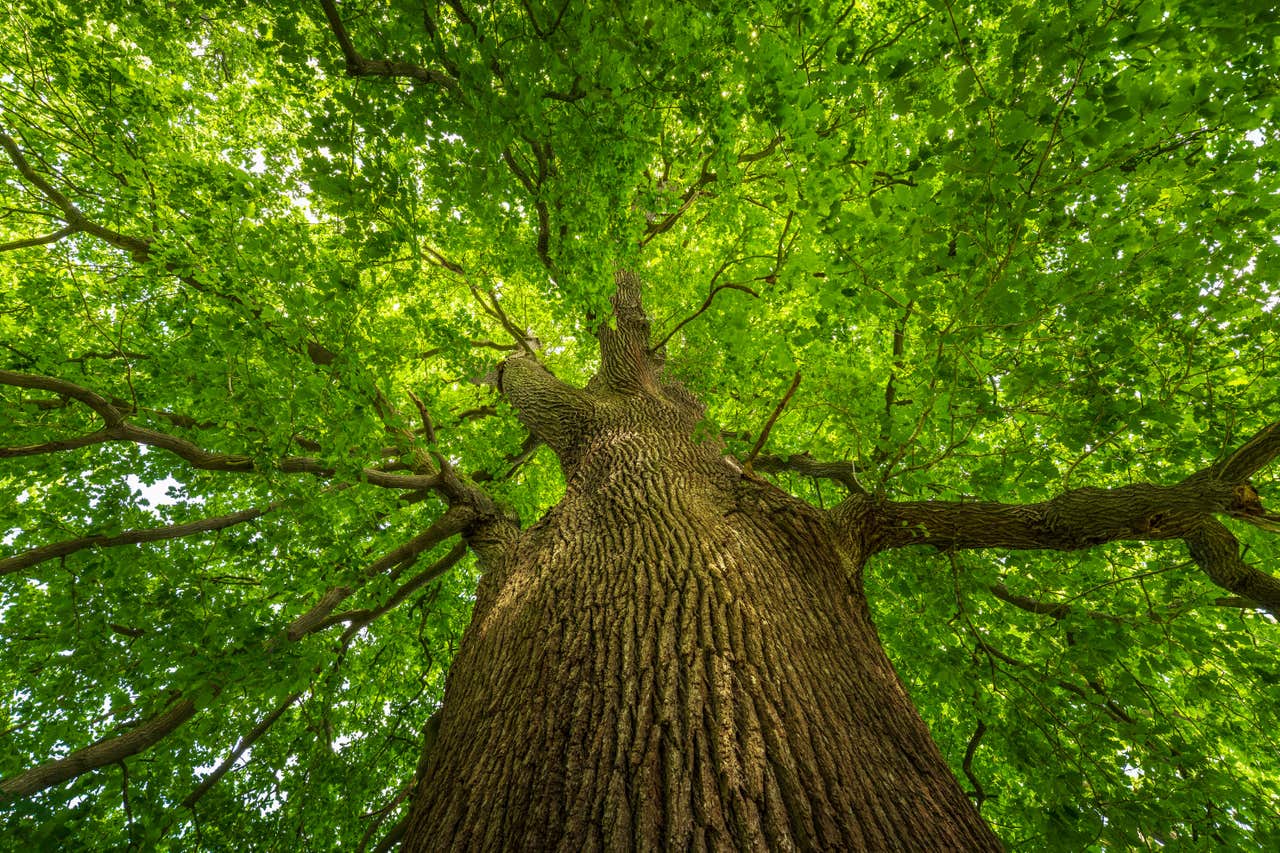 Cedar climbed by Beatles and oak in Woolf poem among Tree of the Year ...