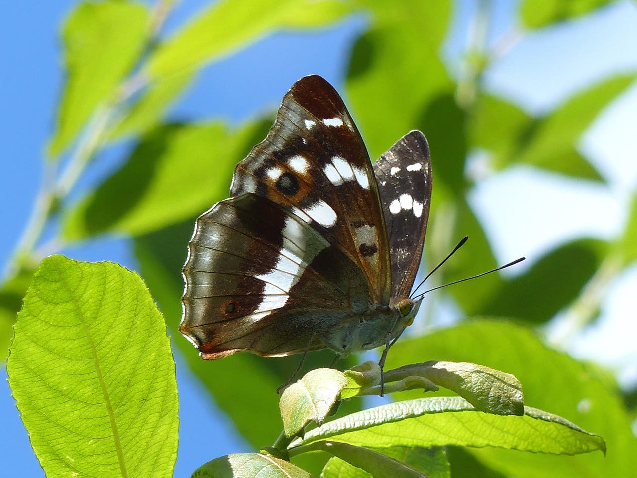 Elusive purple emperor butterfly sighted at National Trust estate | The ...