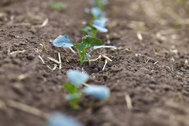 Tesco to start selling potatoes grown in low-carbon technology trials ...