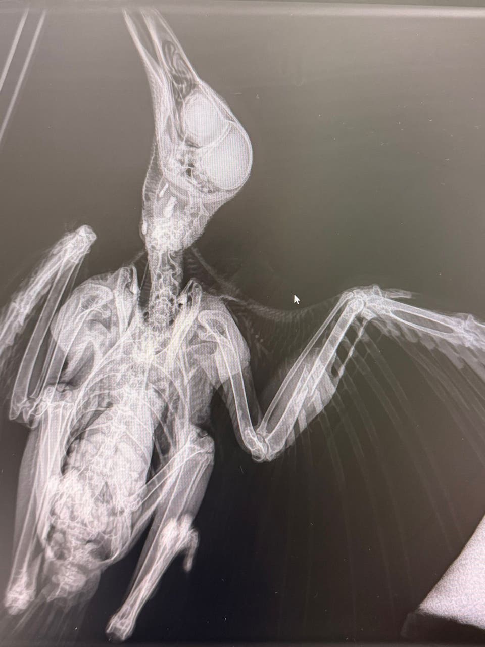Crow returns to visit vet who treated it for a fractured wing