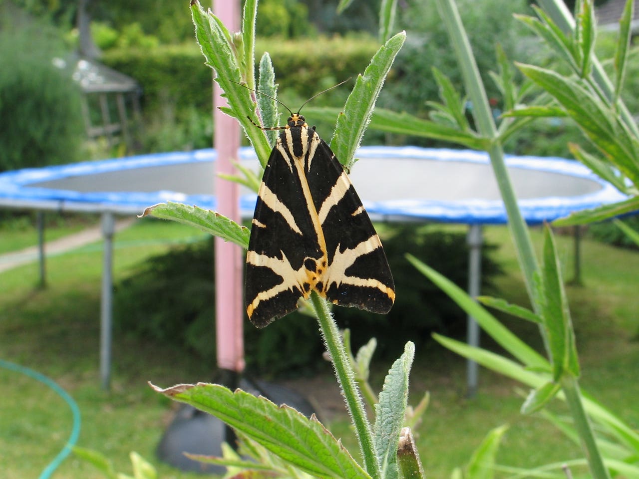 Public urged to look out for exotic Jersey Tiger moths in parks and ...