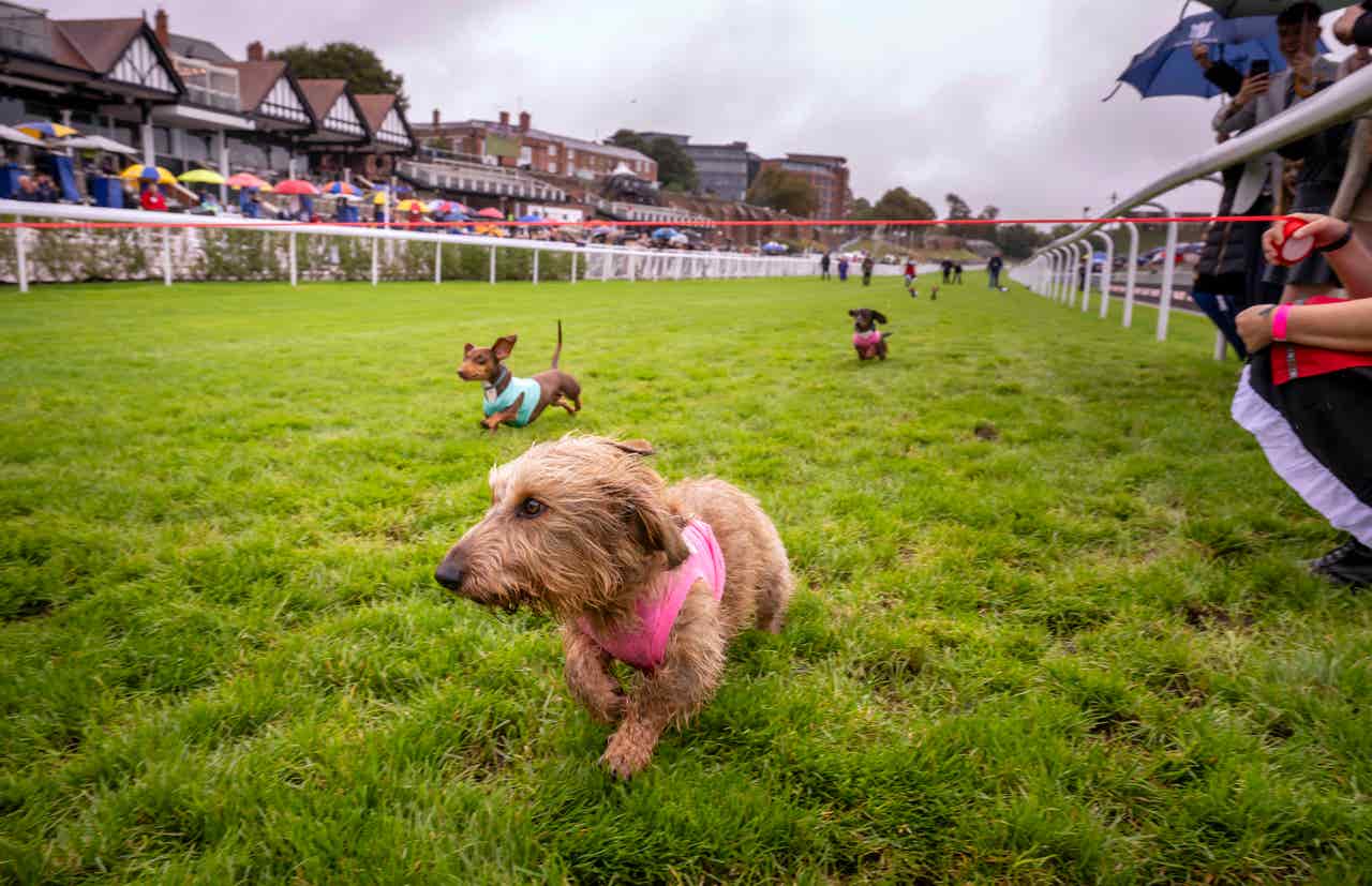 Dachshunds take to racecourse bidding to be crowned top dog | East ...