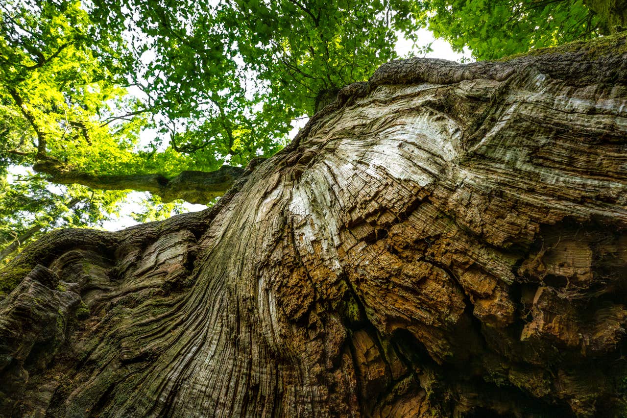 Glasgow’s ‘Argyle Street Ash’ wins Tree of the Year 2025 as wildcard ...