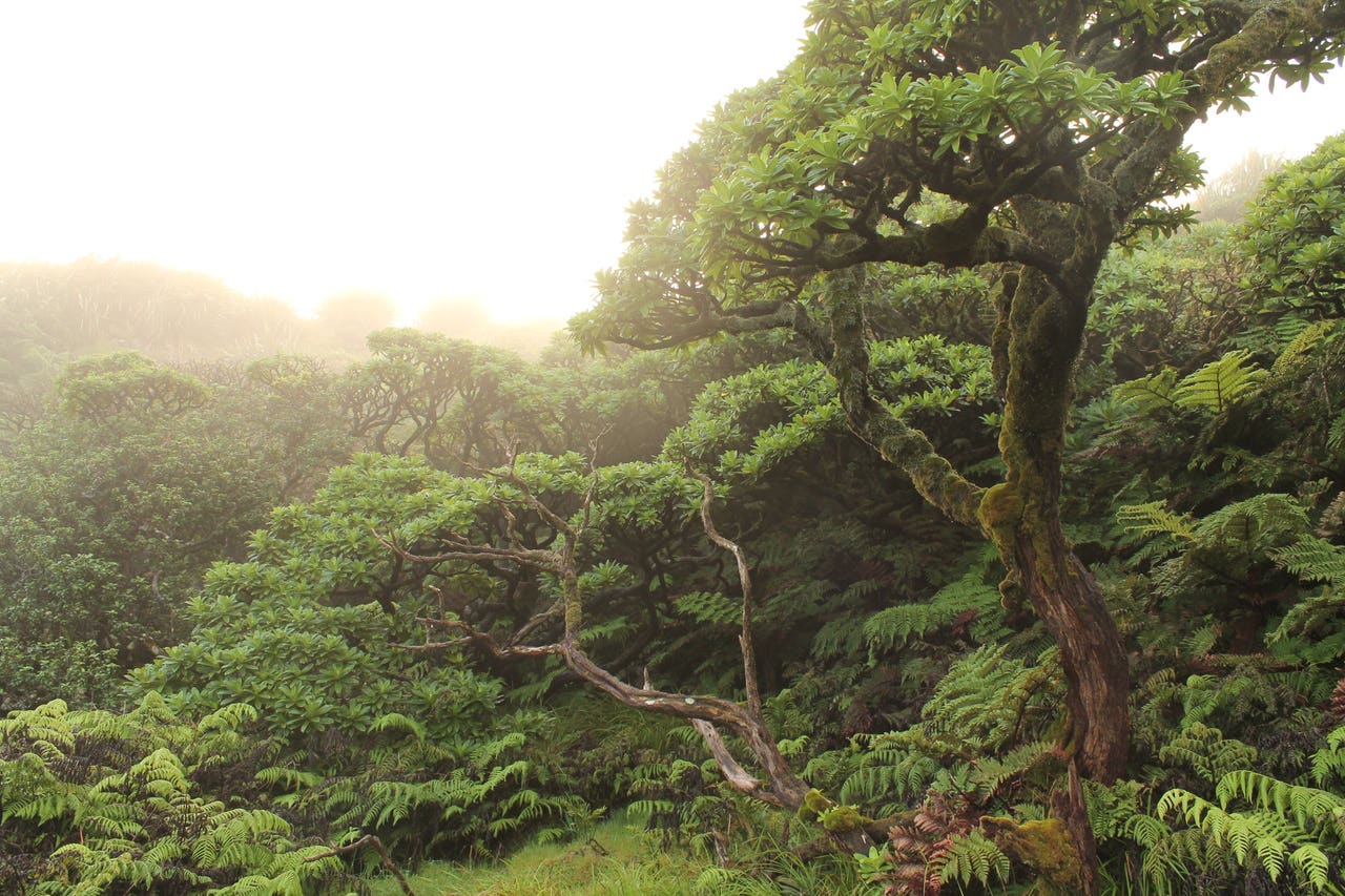 Lemurs, eagles and St Helena’s cloud forest receive UK conservation ...