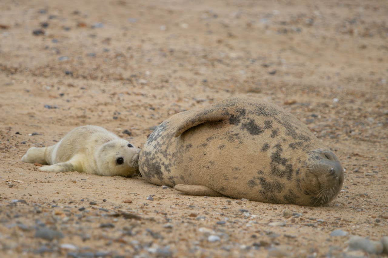 Solar-powered webcam set up to livestream England’s largest grey seal ...