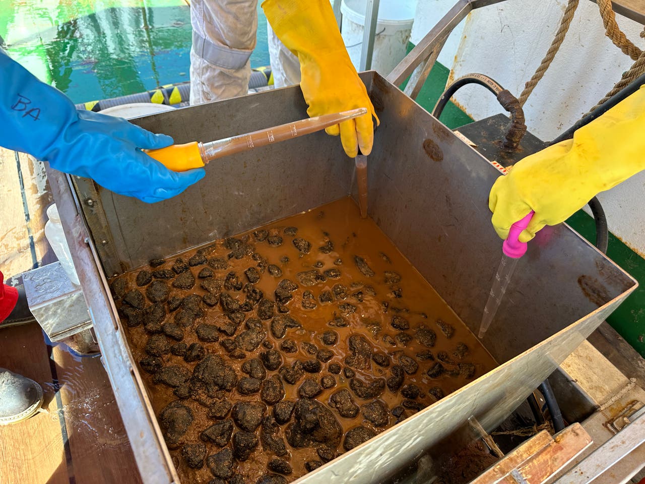 Seafloor animals down by 37% in deep-sea mining zone, landmark study ...