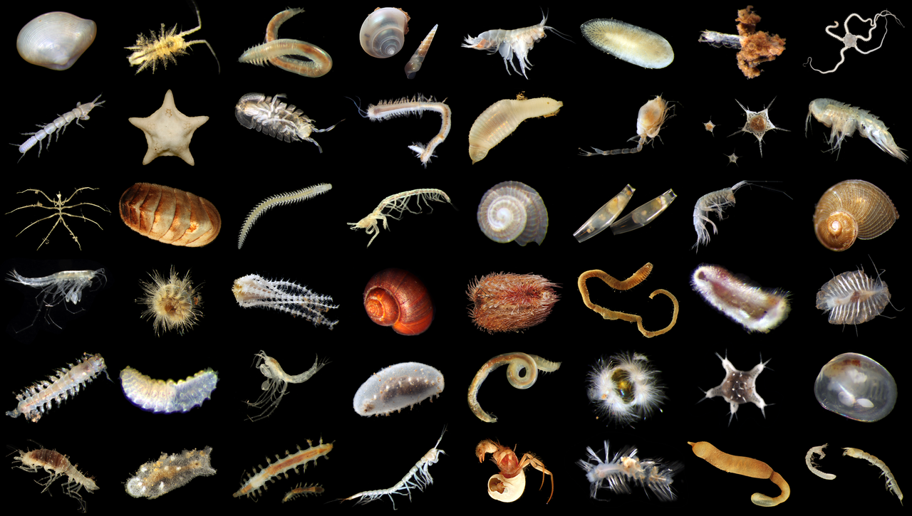 Seafloor animals down by 37% in deep-sea mining zone, landmark study ...
