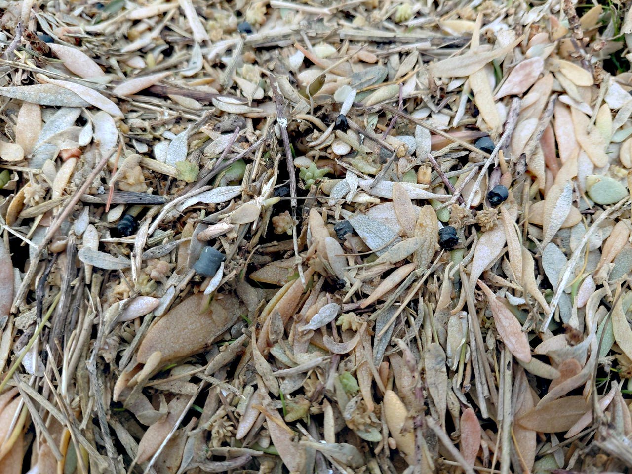 Why 2025 was the 'Year of the octopus' in Cornwall | Great British Life