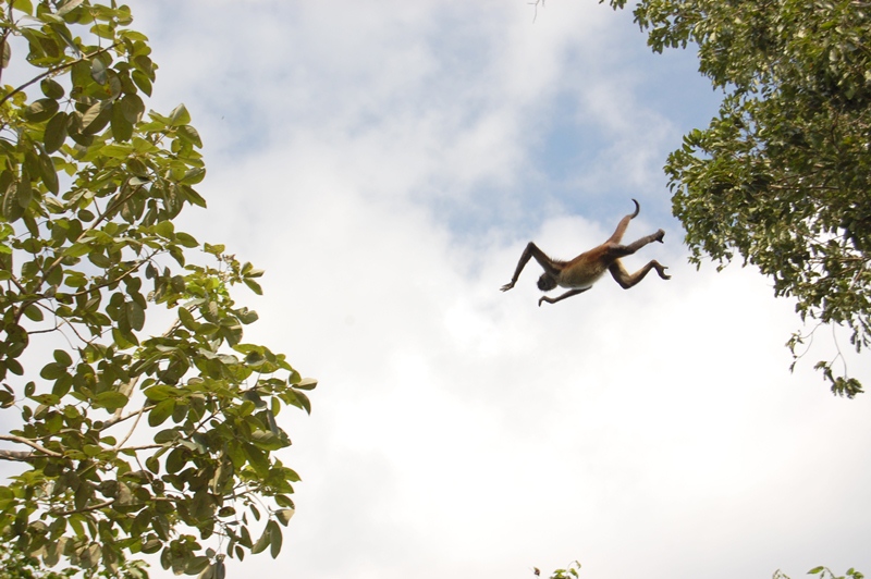 Spider monkeys share knowledge to find best fruit trees, research finds ...