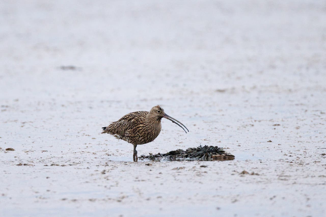 National Trust sinks three barges to form new island for birds ...