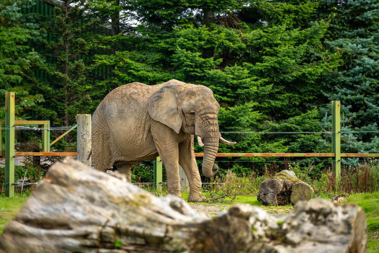 Safari park bids ‘very sad farewell’ to Scotland’s only African elephant