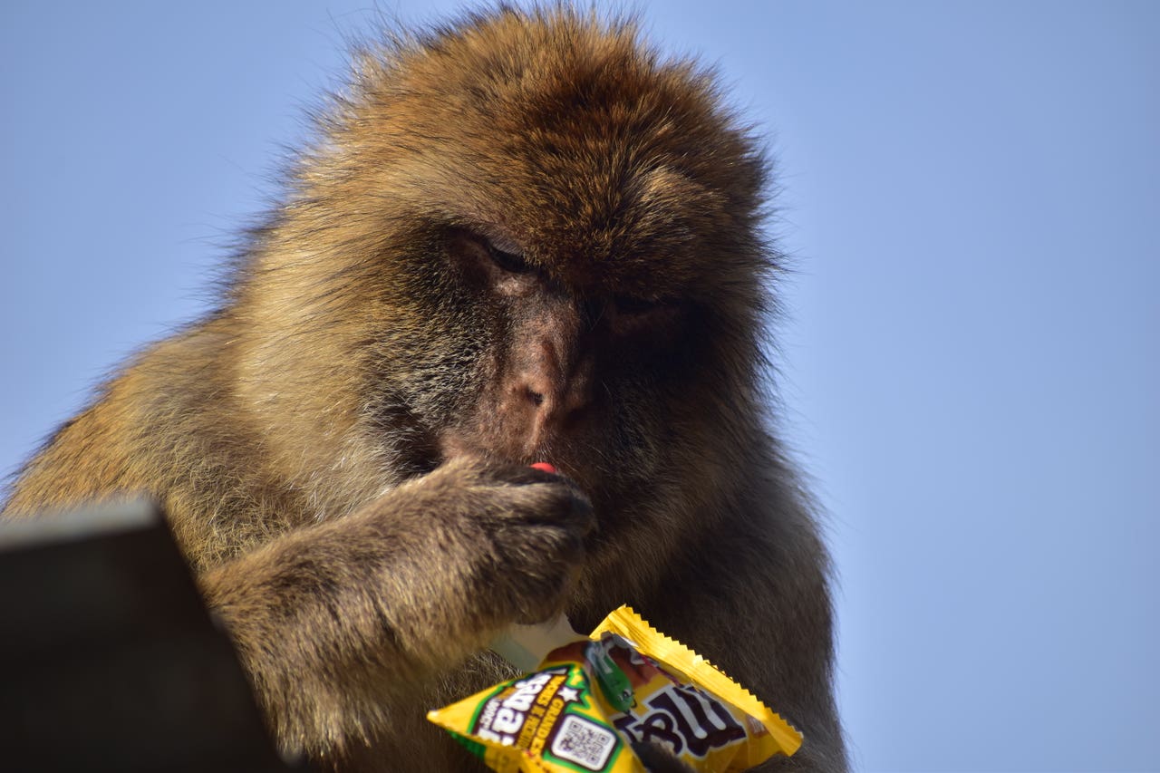 Monkeys learn to swallow soil so they can keep eating junk food ...