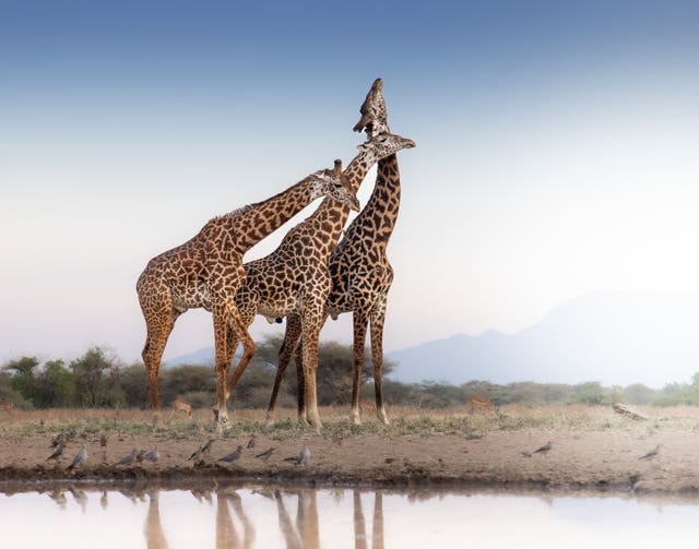 Majestic giraffes pictured in new book to raise funds for wildlife ...