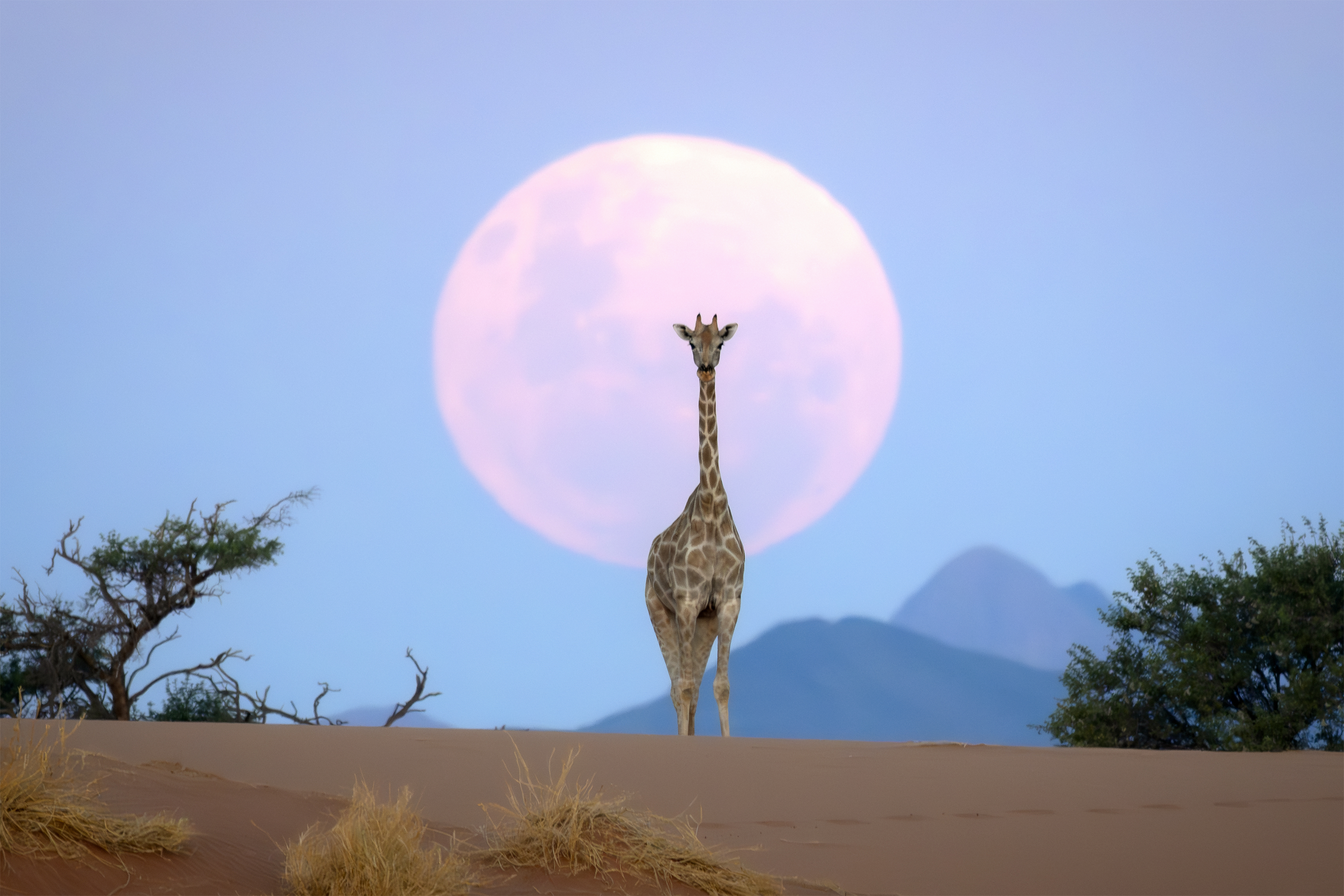 Majestic giraffes pictured in new book to raise funds for wildlife ...