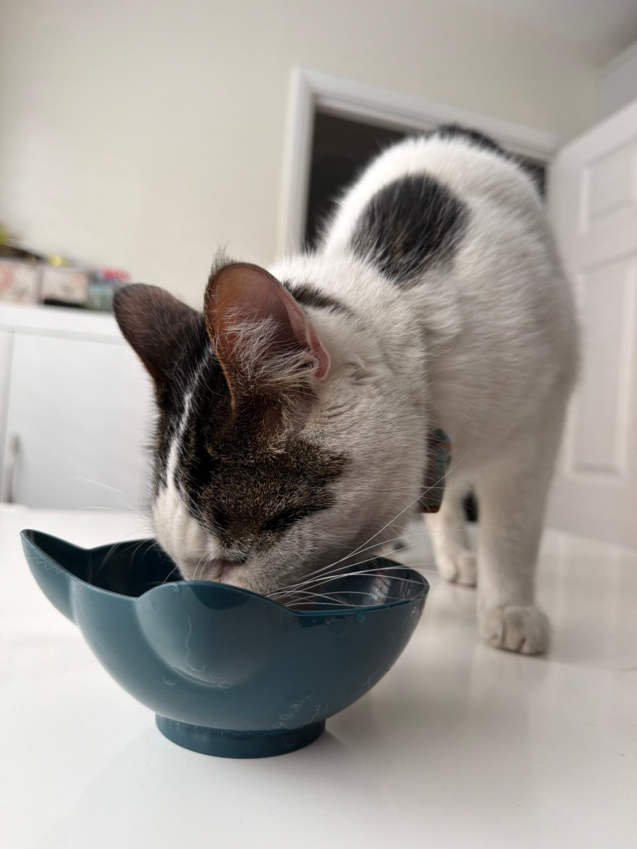 Missing cat reunited with owner after hitching 15-mile ride under car ...