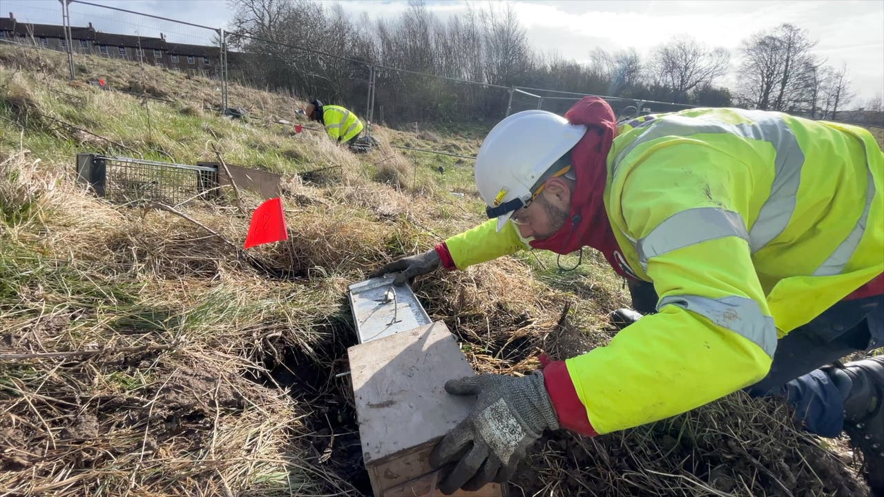 Rare burrowing city water voles relocated ahead of drainage works | The ...