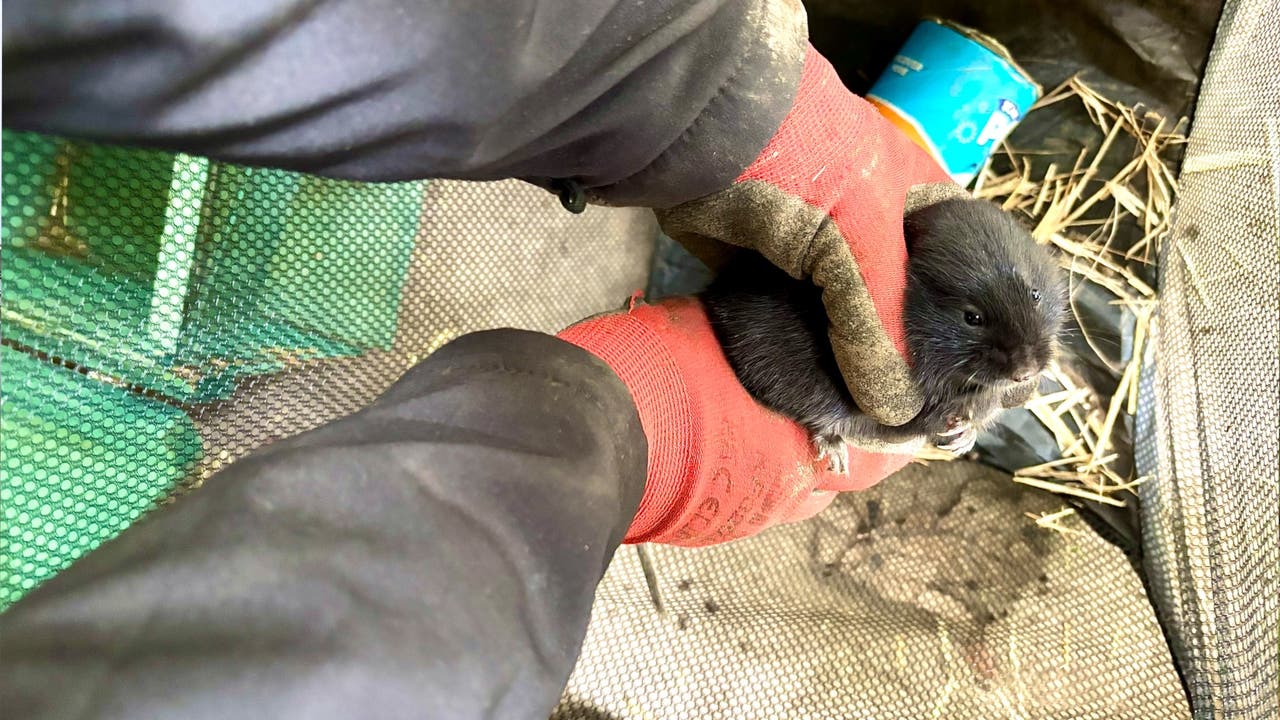 Rare burrowing city water voles relocated ahead of drainage works | The ...