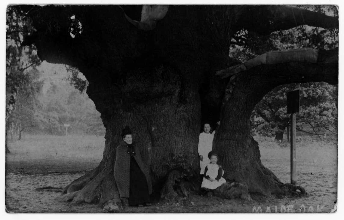 Robin Hood’s Major Oak in Sherwood Forest has died, experts say ...