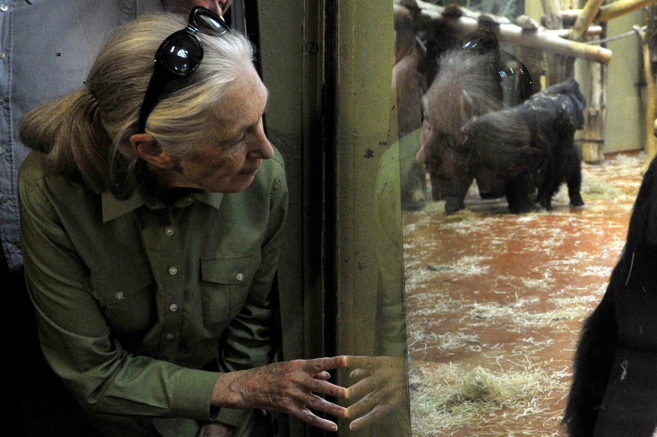 William hails Jane Goodall for ‘challenging us all to make a difference ...