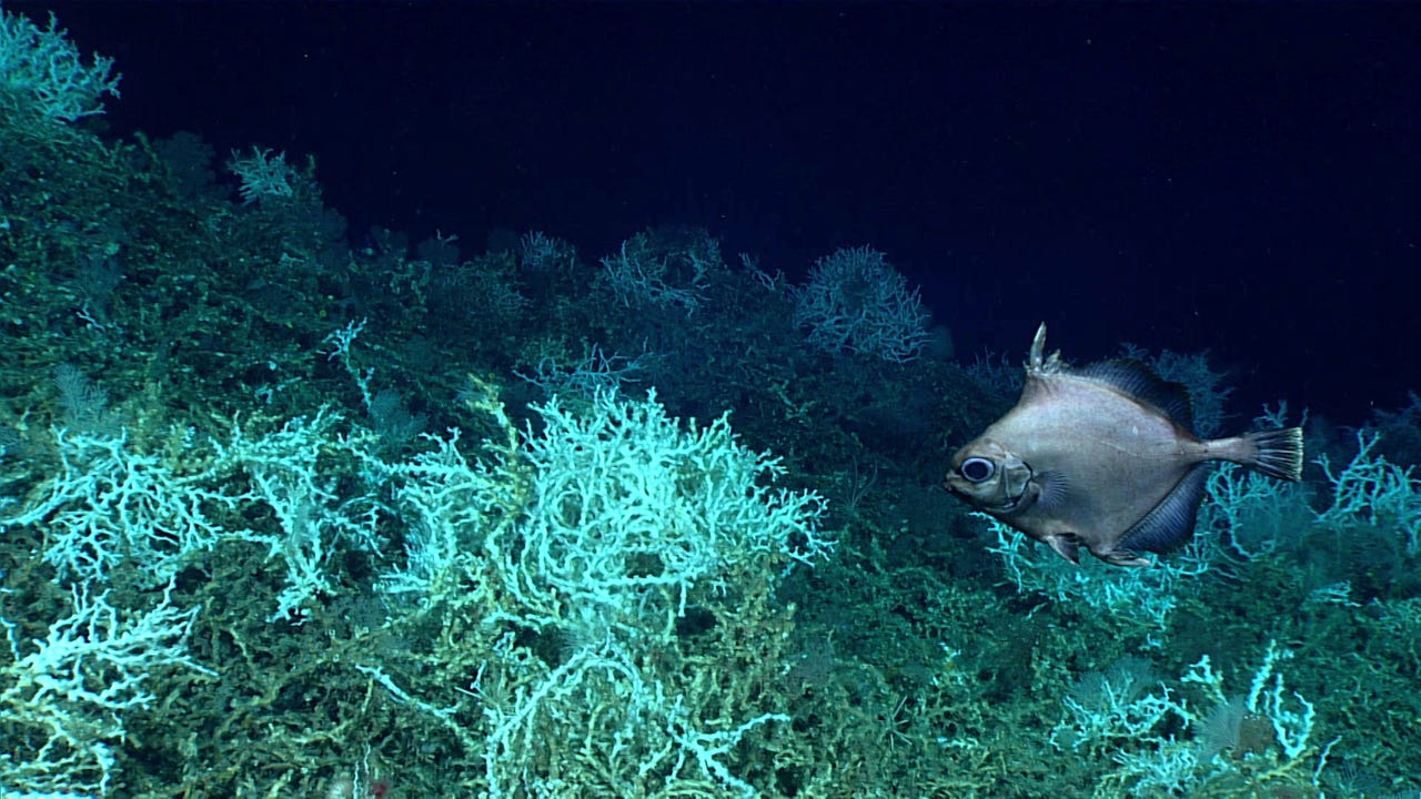 Largest deep-sea coral reef to date mapped by scientists off US ...
