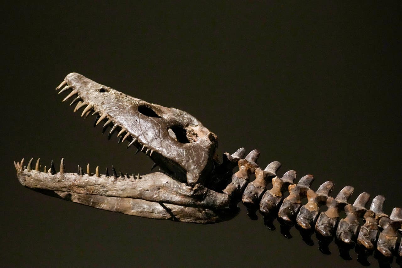 Fossilised skeletons of aerial and aquatic predators to go under the ...
