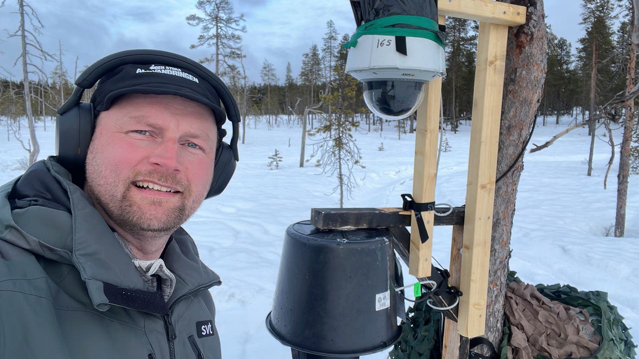 Millions tune in to 24-hour live coverage of Sweden’s epic moose ...