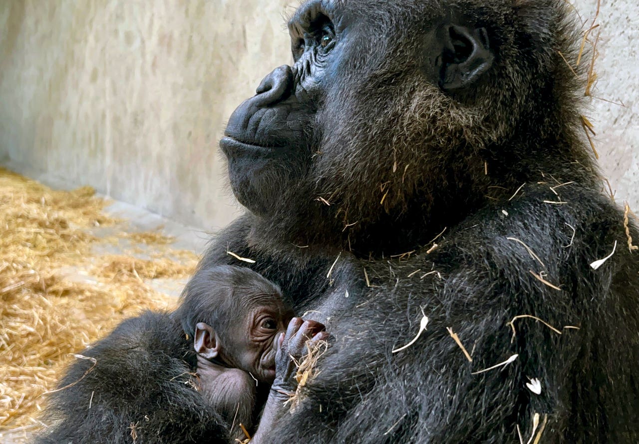 Baby gorilla born at Detroit Zoo | The Gazette