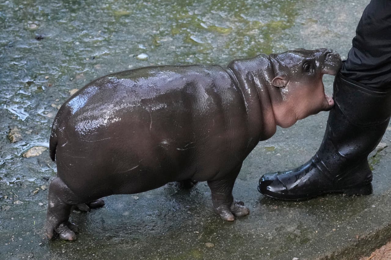 Thai zoo home to viral baby hippo Moo Deng is patenting the pygmy ...