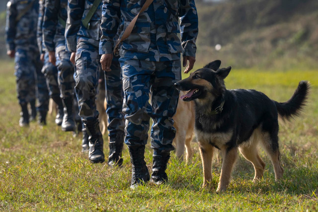 In pictures: Treats for beloved dogs in Nepal’s annual Kukur Puja ...
