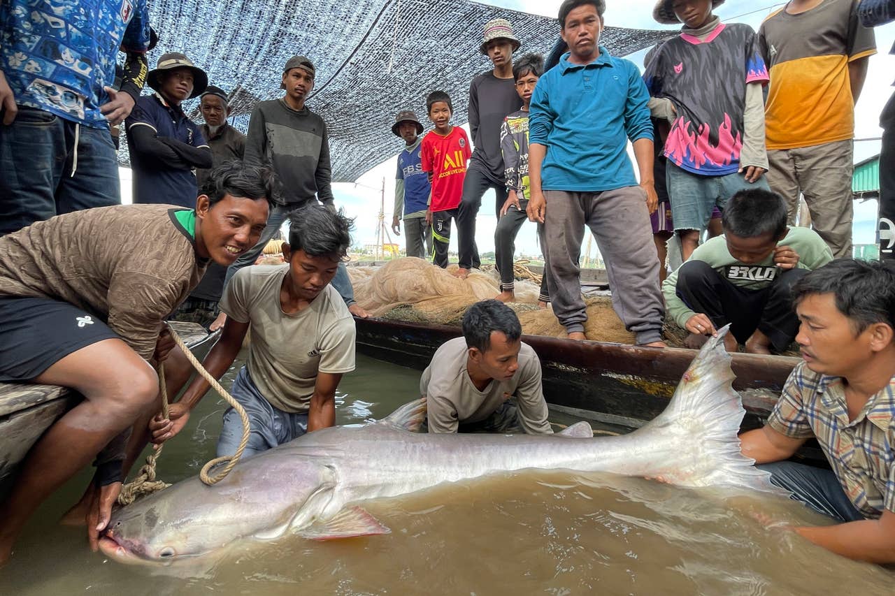 Catching six Mekong giant catfish is sign of hope for species ...