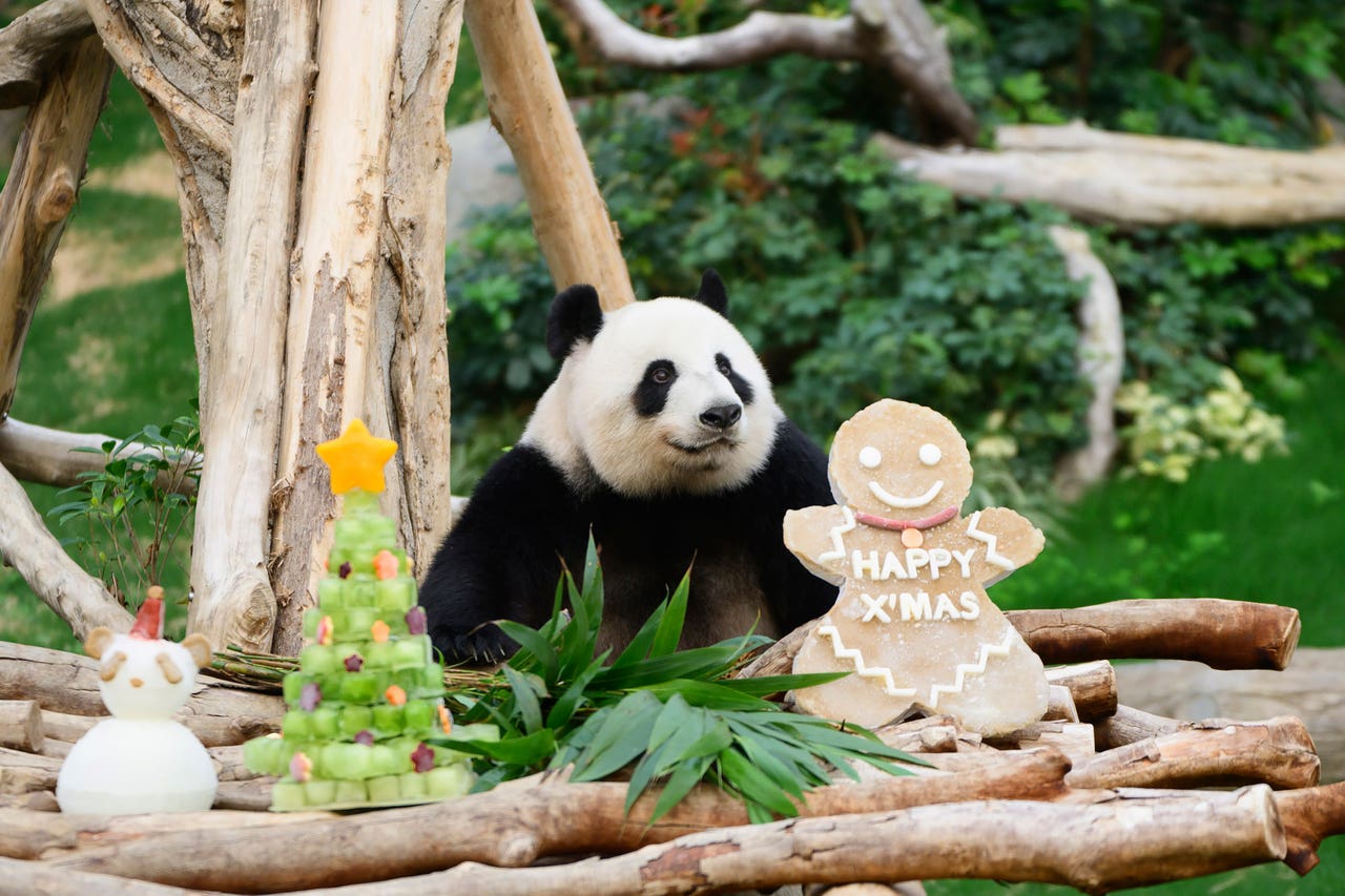 Pandas An An and Ke Ke enjoy treats ahead of first Christmas in Hong ...