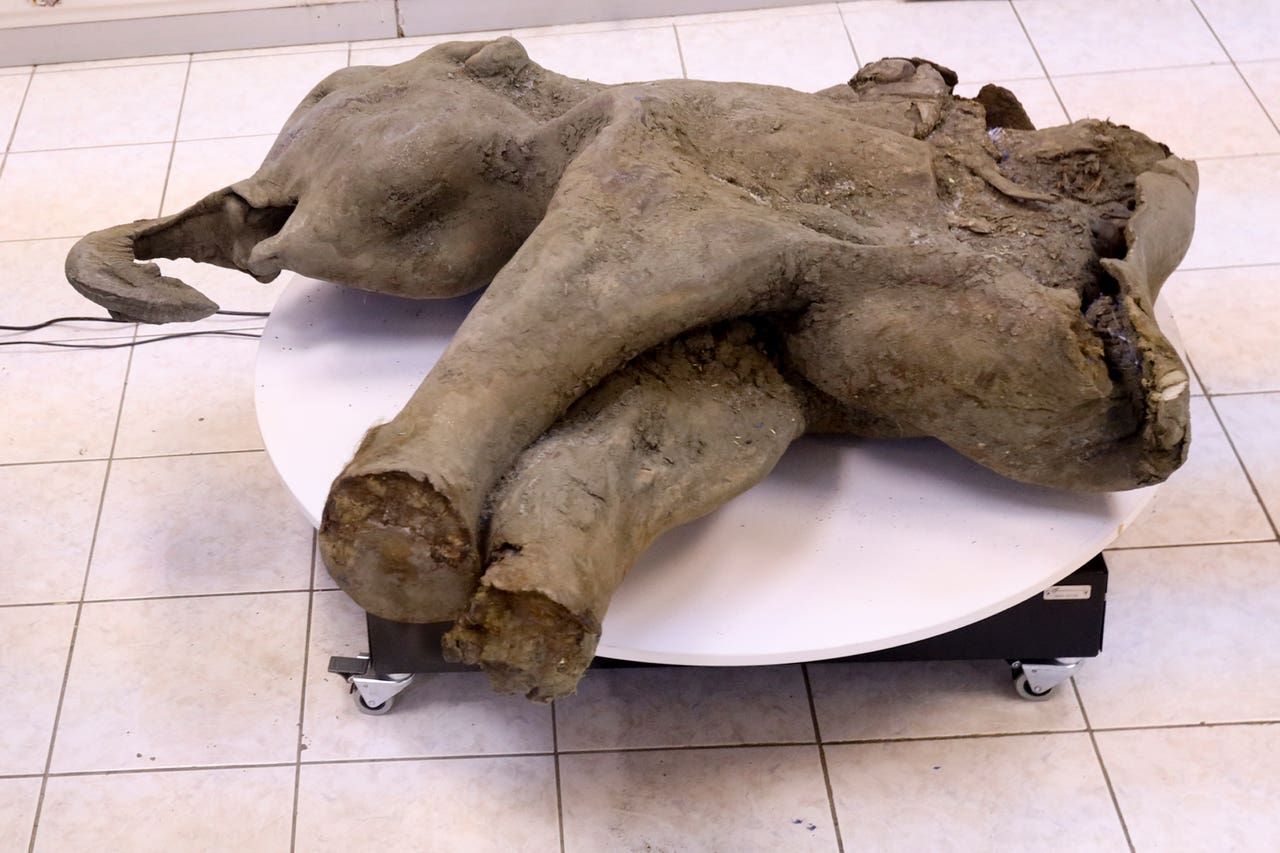 Baby mammoth preserved for 50,000 years is unveiled in Siberia ...
