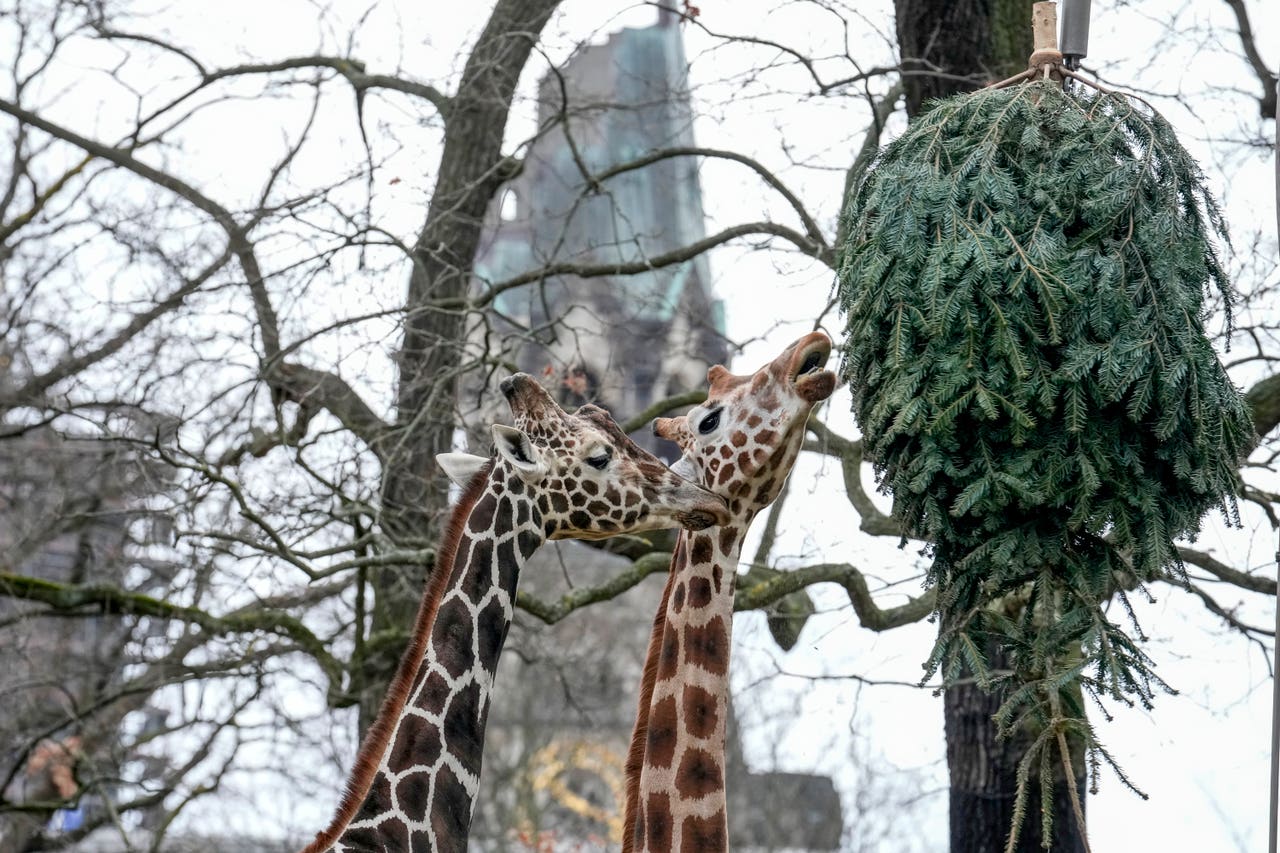 Christmas for the elephants as unsold trees fed to animals at Berlin ...